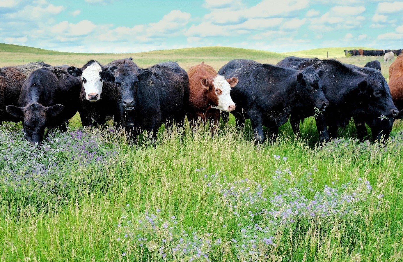 Mob Grazing - Mit Hufgetrampel den Boden verbessern? - Eat Grow Change