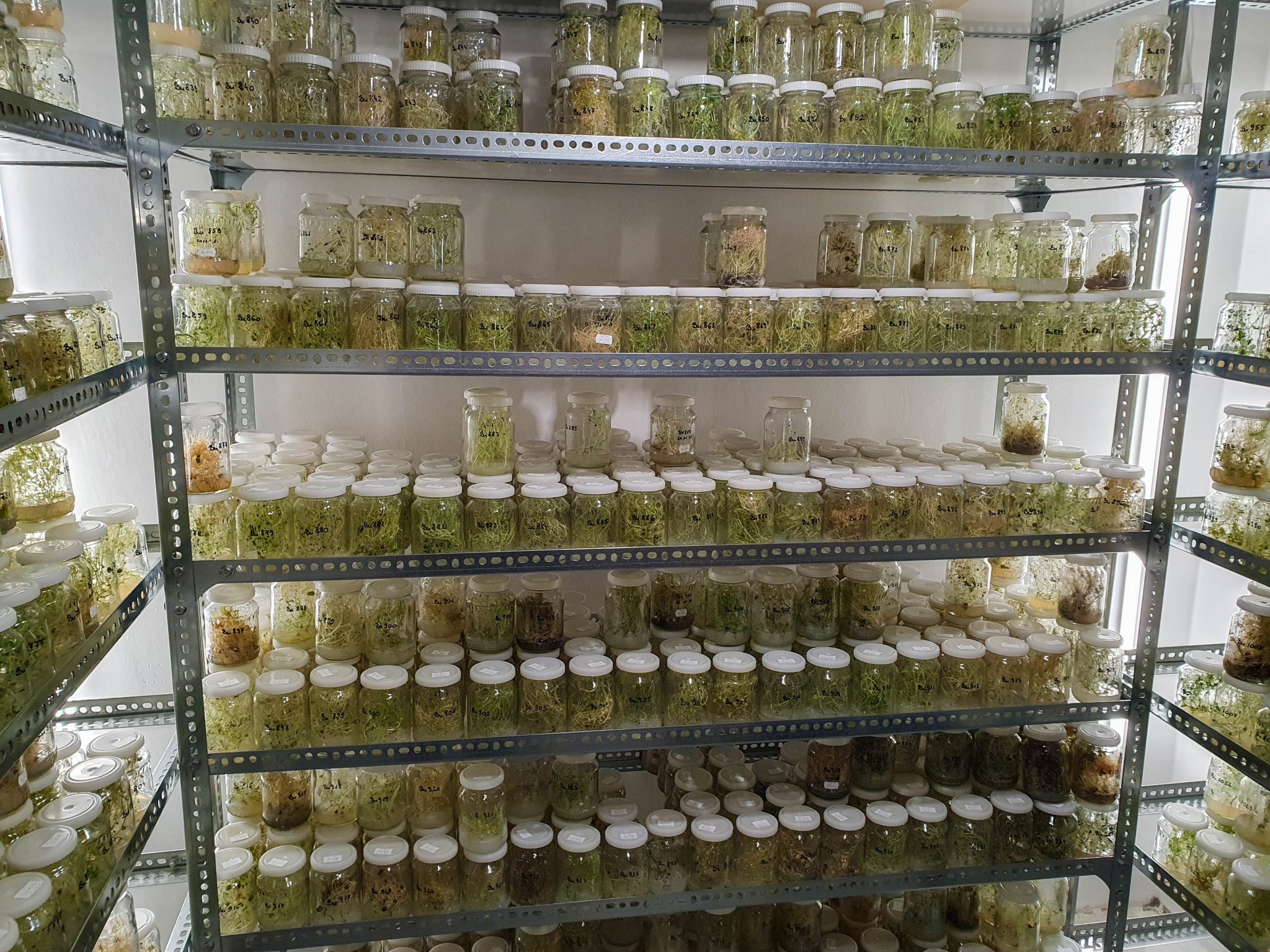 Why is it so important to freeze seeds for ages? Exploring Hungary's ...